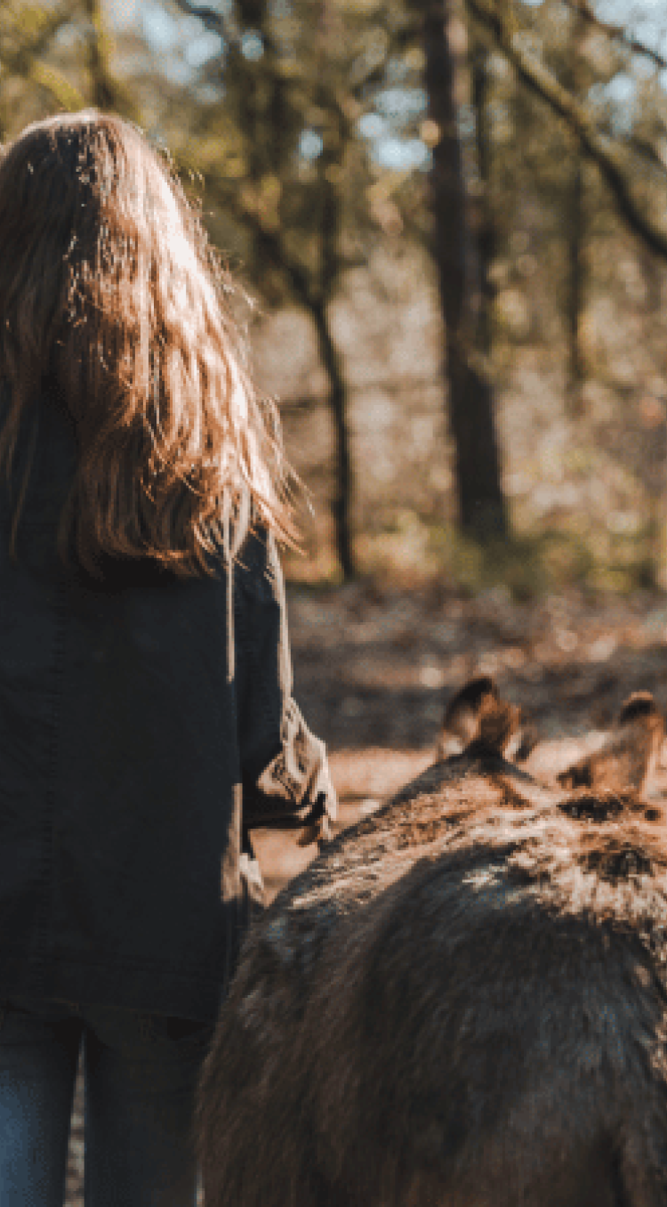 Walking with Donkeys in Heythuysen | VVV Hart van Limburg